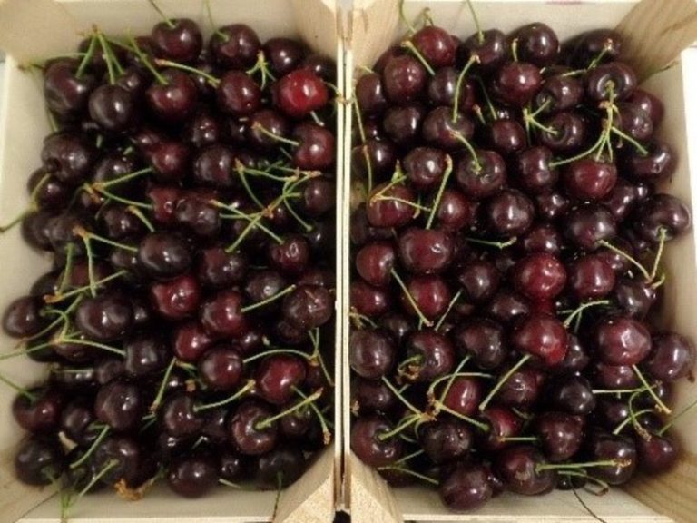 Nanopack antimicrobial film increases shelf life of fresh cherries